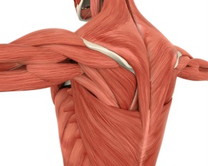 What are trophic changes in musculoskeletal injury?